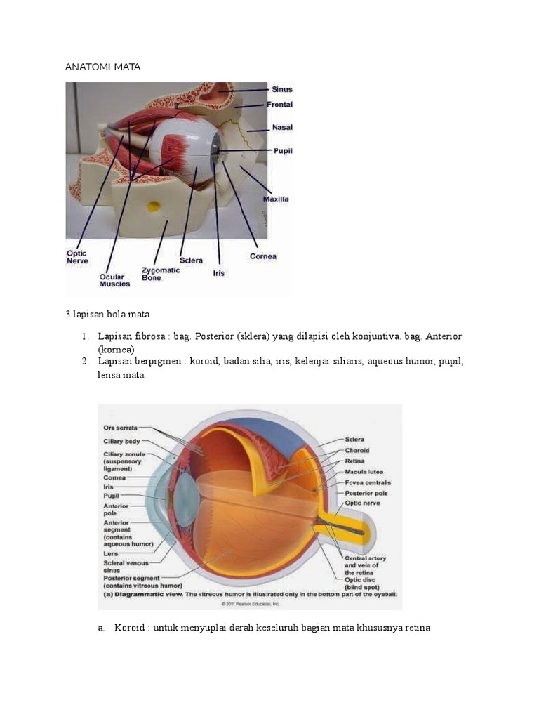 Anatomi Mata | PDF