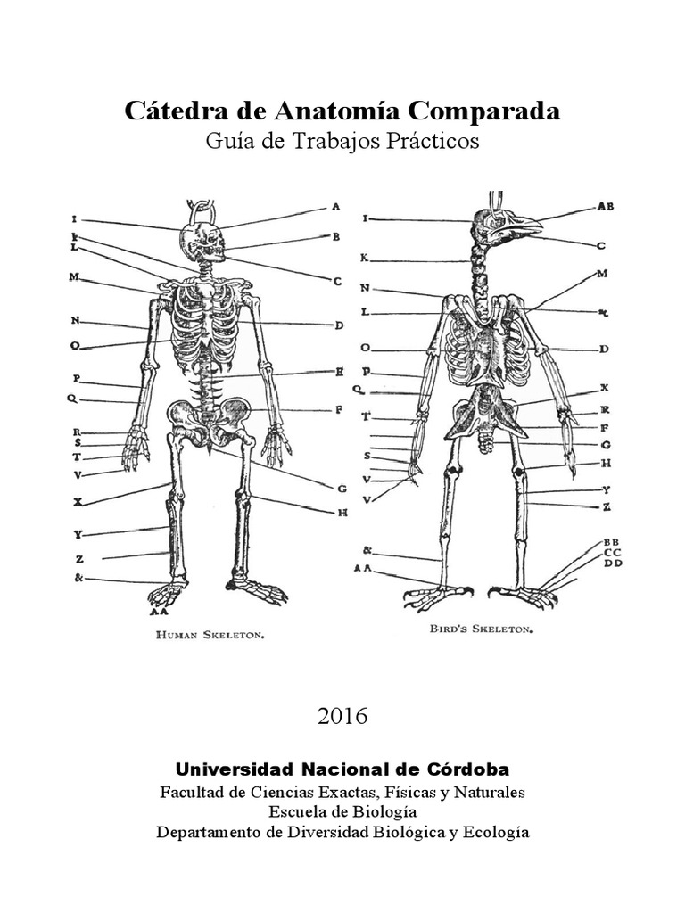 Anatomía Comparada | PDF | Vertebrados | Evolución