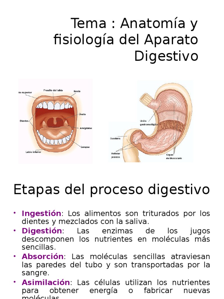 Diapositivas Del Sistema Digestivo | Digestión | Sistema digestivo ...