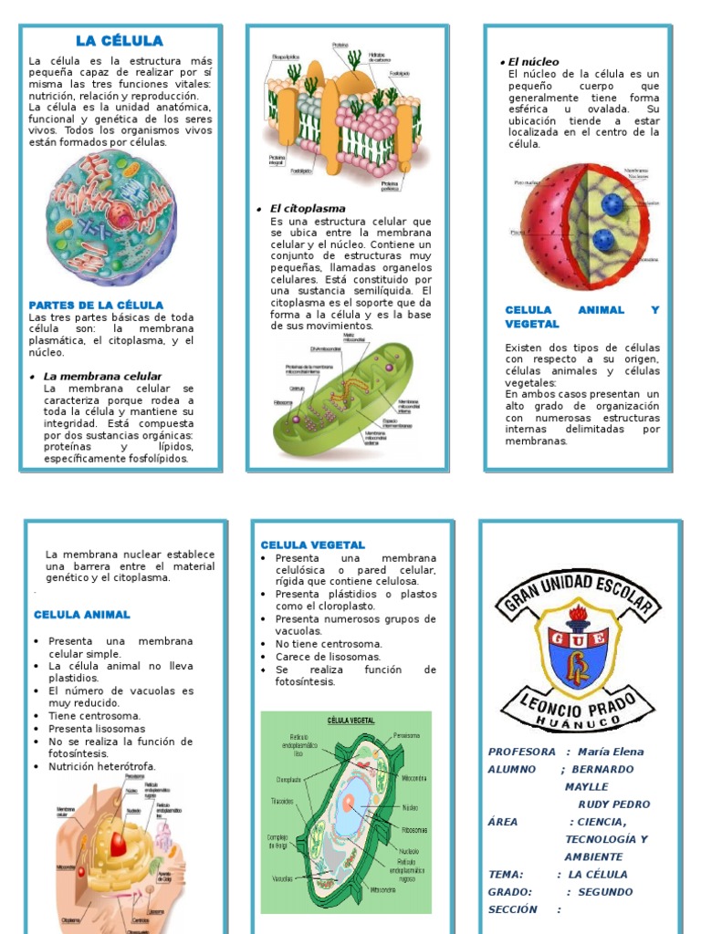 Triptico Celula | PDF | Citoplasma | Biología Celular)