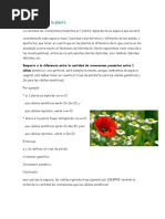 30 Vegetales Con Sus Cromosomas | PDF