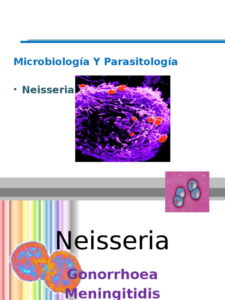 Neisseria | Bioquímica | Biología Celular