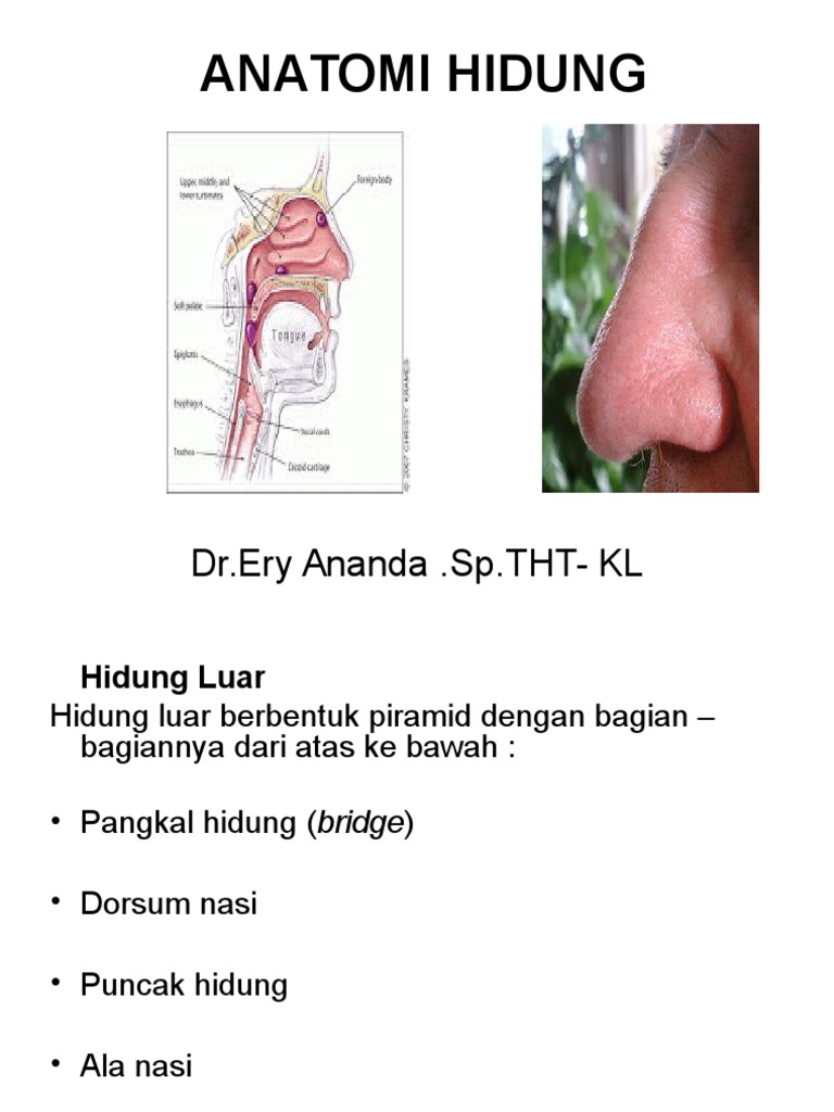 Anatomi dan Fungsi Hidung Luar | PDF | Ilmu Sosial | Seni
