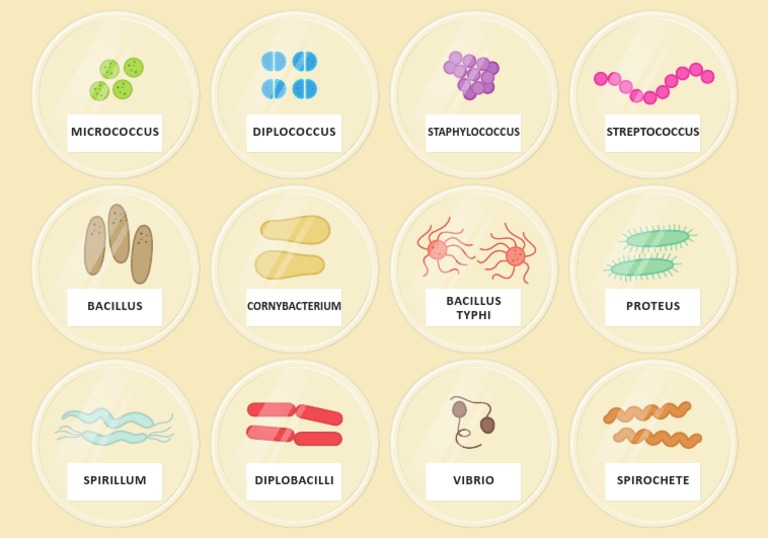 Micrococcus Diplococcus Staphylococcus Streptococcus | PDF