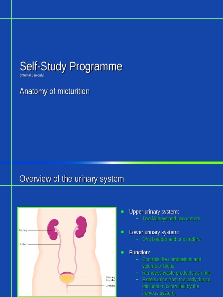 Anatomy and Control of Micturition | PDF | Urination | Urinary Bladder