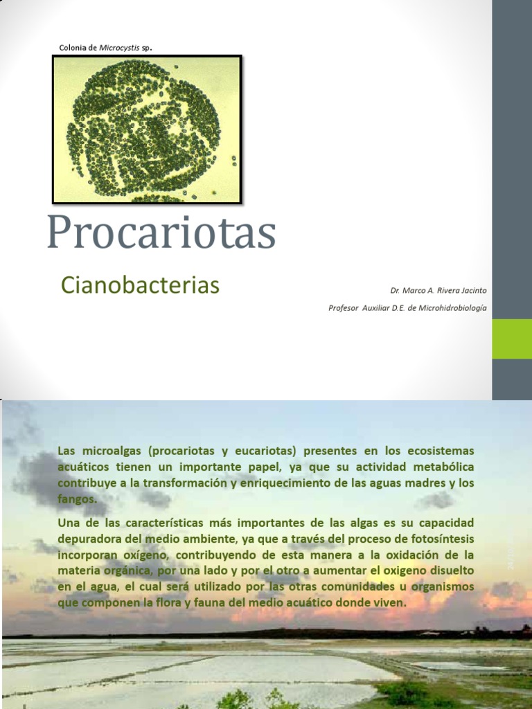 Cianobacterias: Importancia y Características | PDF | Cianobacterias ...