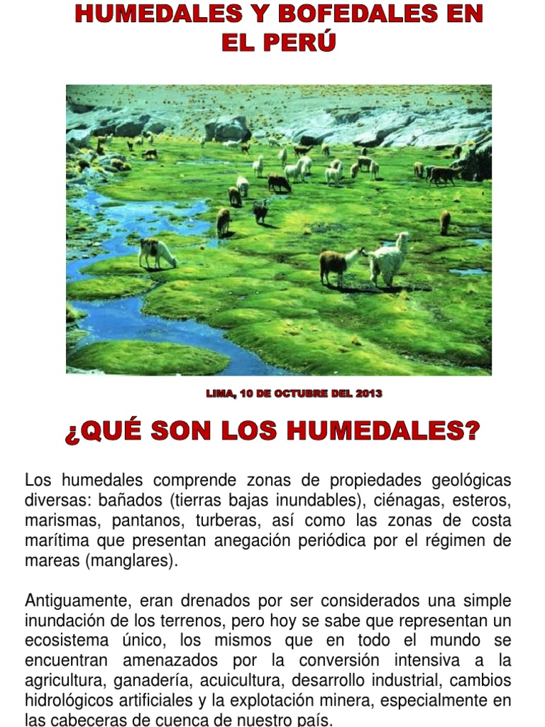 Humedales y Bofedales en El Peru | PDF | Humedal | Biomas acuáticos