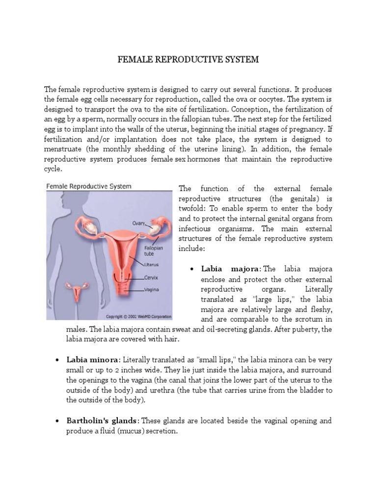Female Reproductive System | PDF | Sexual Arousal | Vagina