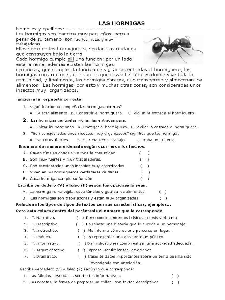 Las Hormigas | Hormiga | Insectos