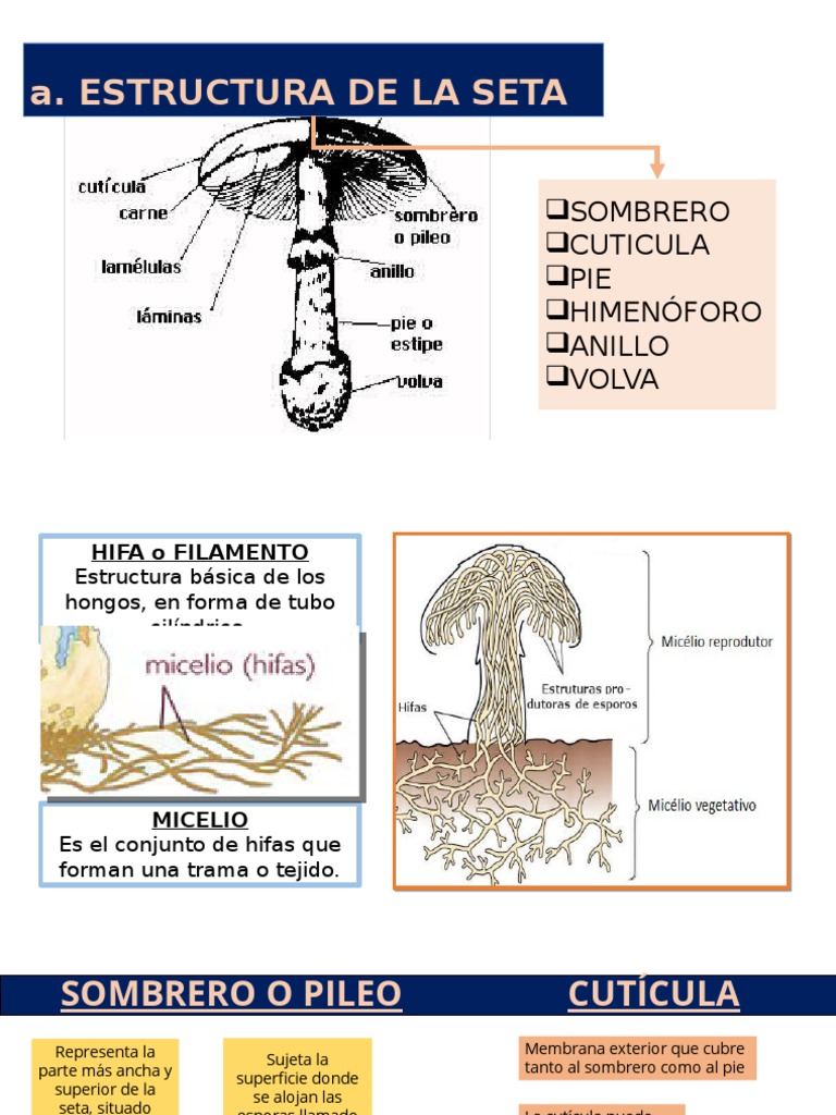 SETAS Estructura | PDF | Seta | Hongo