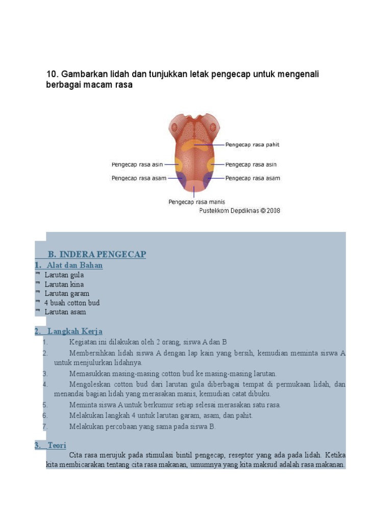 Daerah Peka Rasa Pada Lidah | PDF