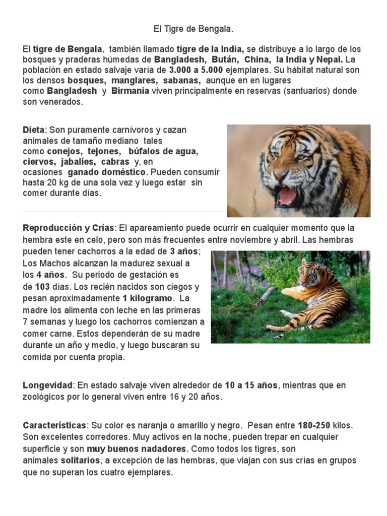El Tigre de Bengala | PDF | Tigre | Conservación