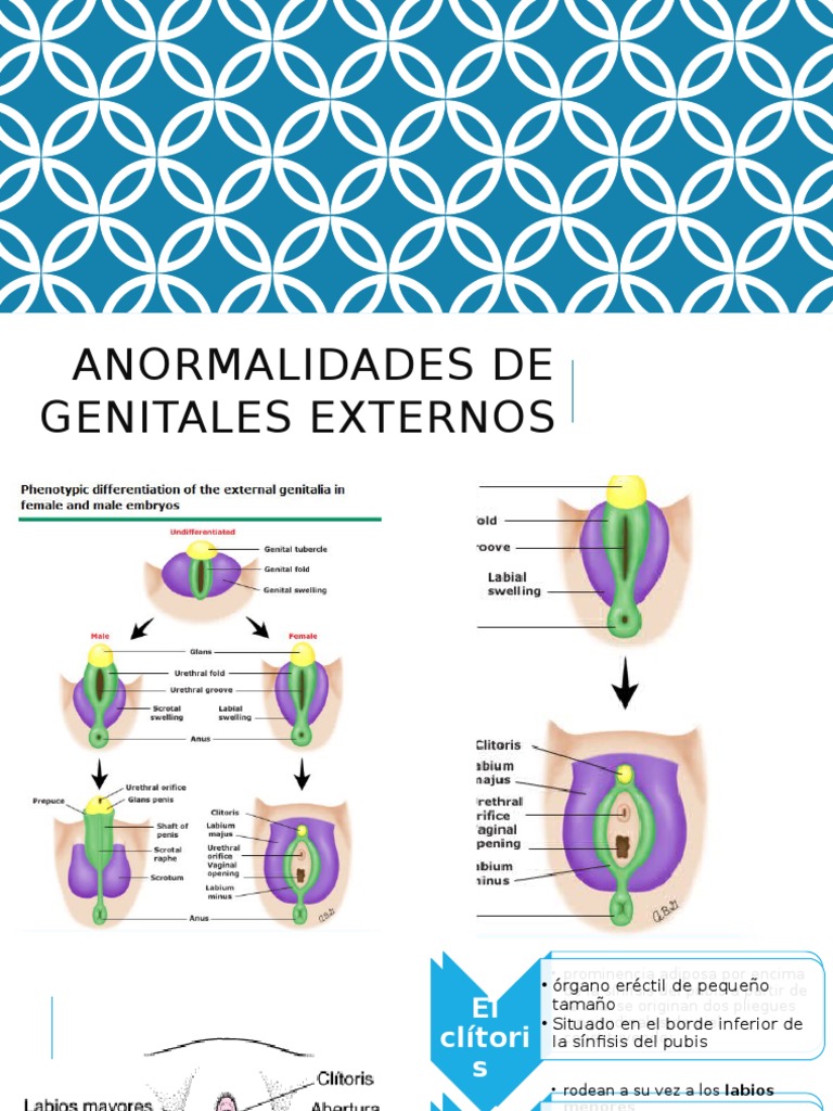 Genitales Externos Ginecologia | PDF | Labios | Vagina