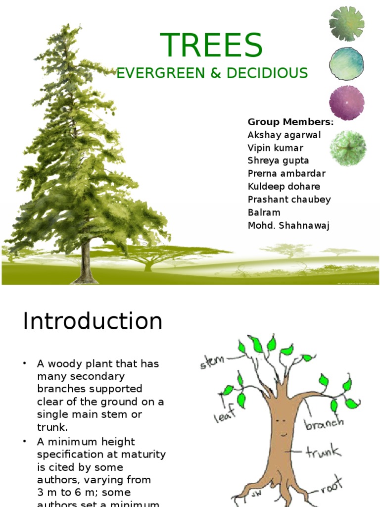 Trees: Evergreen & Decidious | PDF | Trees | Landscape