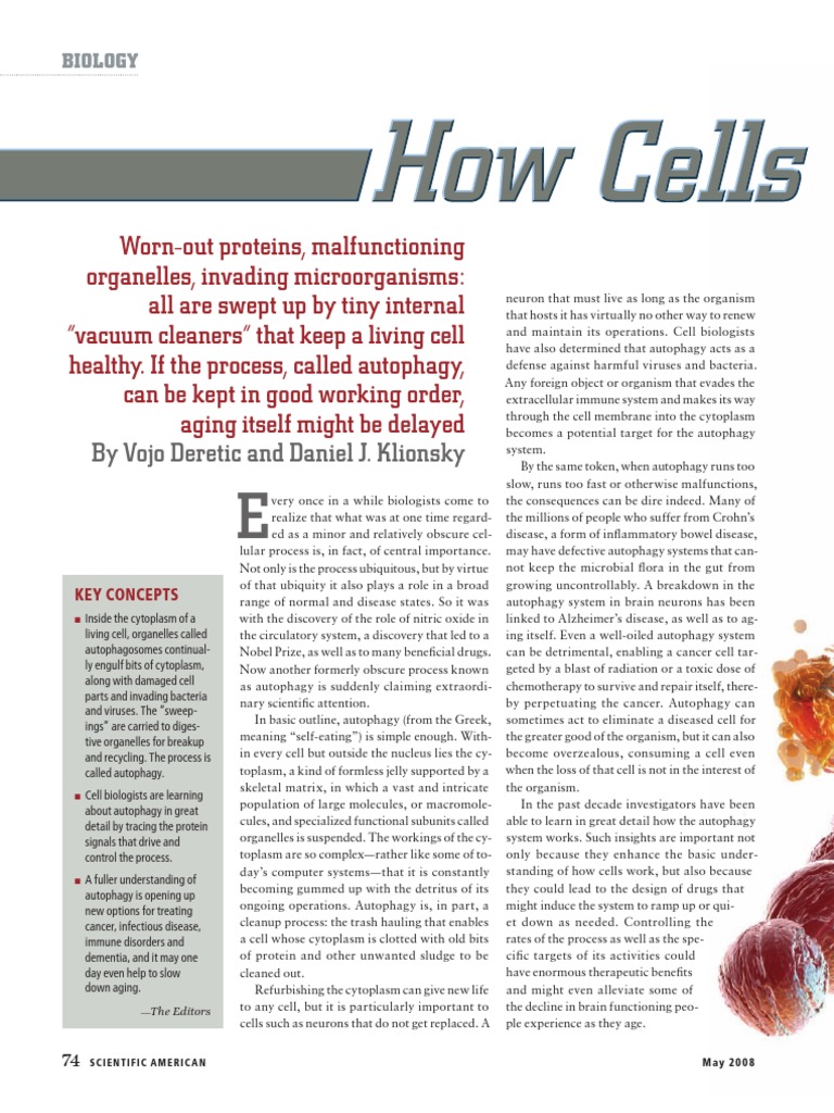 How Cells Clean House | PDF | Autophagy | Apoptosis