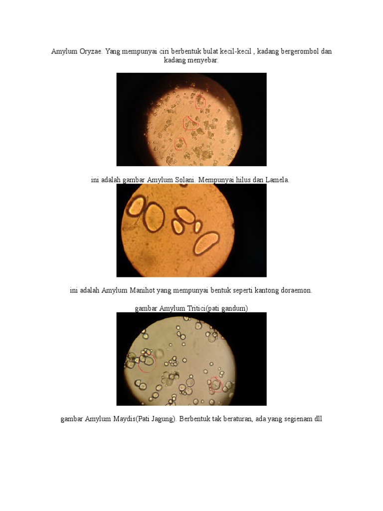 Amylum | PDF