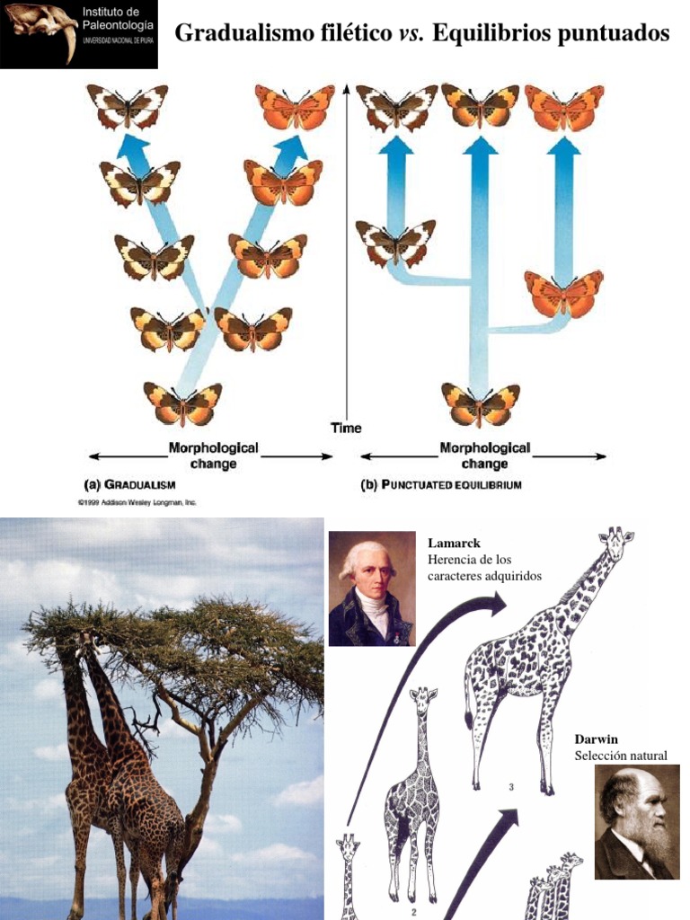 04 - Gradualismo Filético vs. Equilibrios Puntuados | Evolución ...