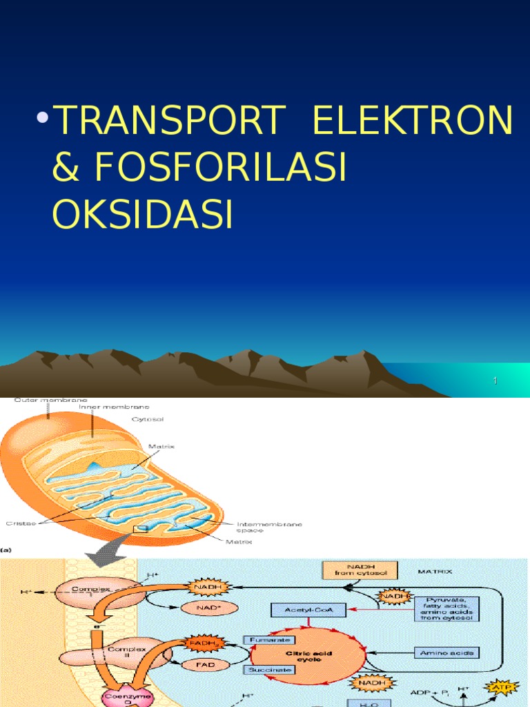 Fosforilasi Oksidatif | PDF