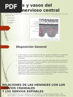 El Saco Dural Humano | PDF | Médula espinal | Anatomía
