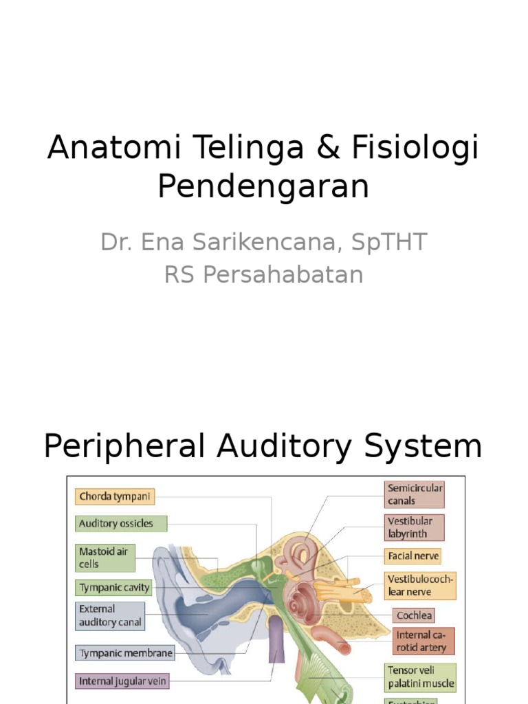 Anatomi Telinga & Fisiologi Pendengaran | PDF