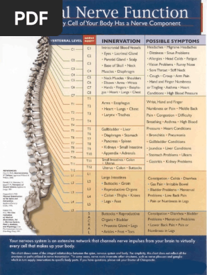 Cervical Nerve Function Chart The Role Of The Nerve Receptors In The
