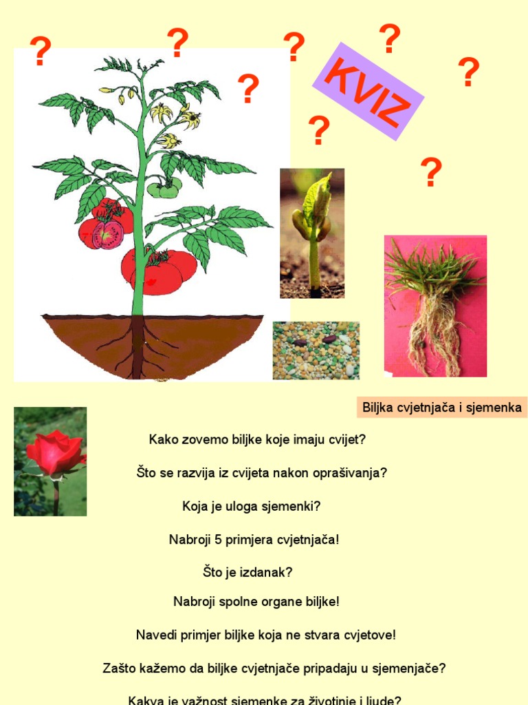 Priroda 5 Ponavljanje Biljka Cvjetnjaca Sjemenka Korijen | PDF
