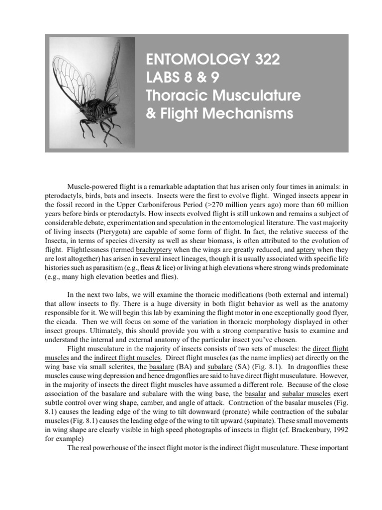 Entomology 322 Labs 8 & 9 Thoracic Musculature & Flight Mechanisms ...