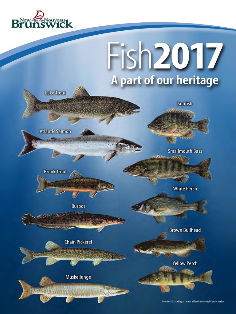 Fish | PDF | Angling | Recreational Fishing