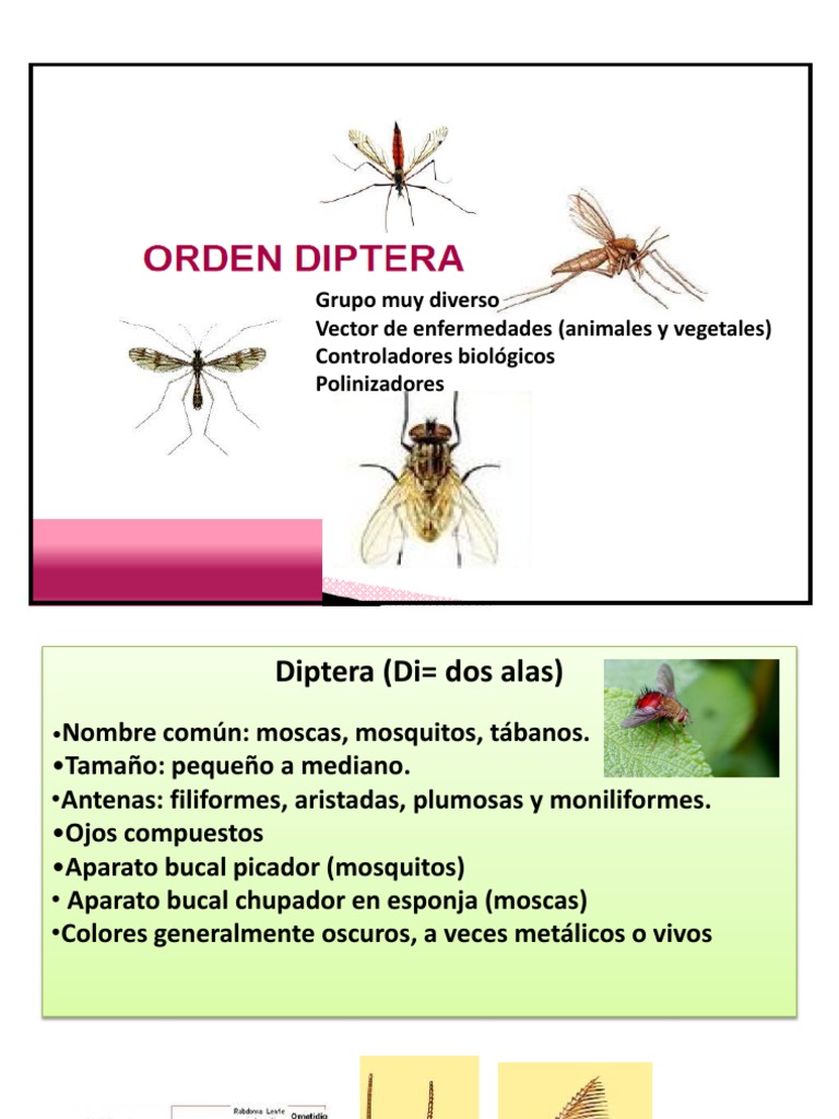 652966018.tema 11. Orden Diptera PDF | PDF | Mosca | Mosquito