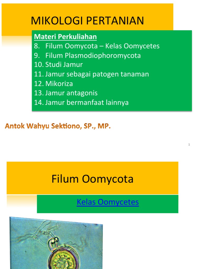 Oomycetes | PDF