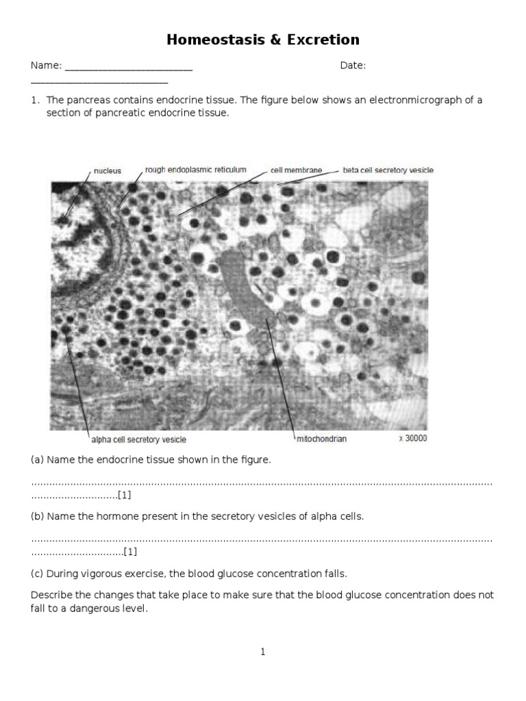 Homeostasis & Excretion Guide | PDF | Homeostasis | Kidney