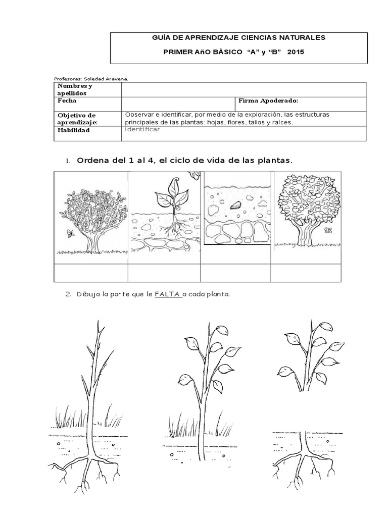 clasificacion de las plantas primero basico | Plantas | Hoja
