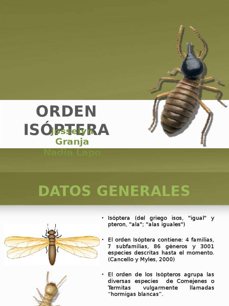 Orden Isóptera | Insectos | Organismos