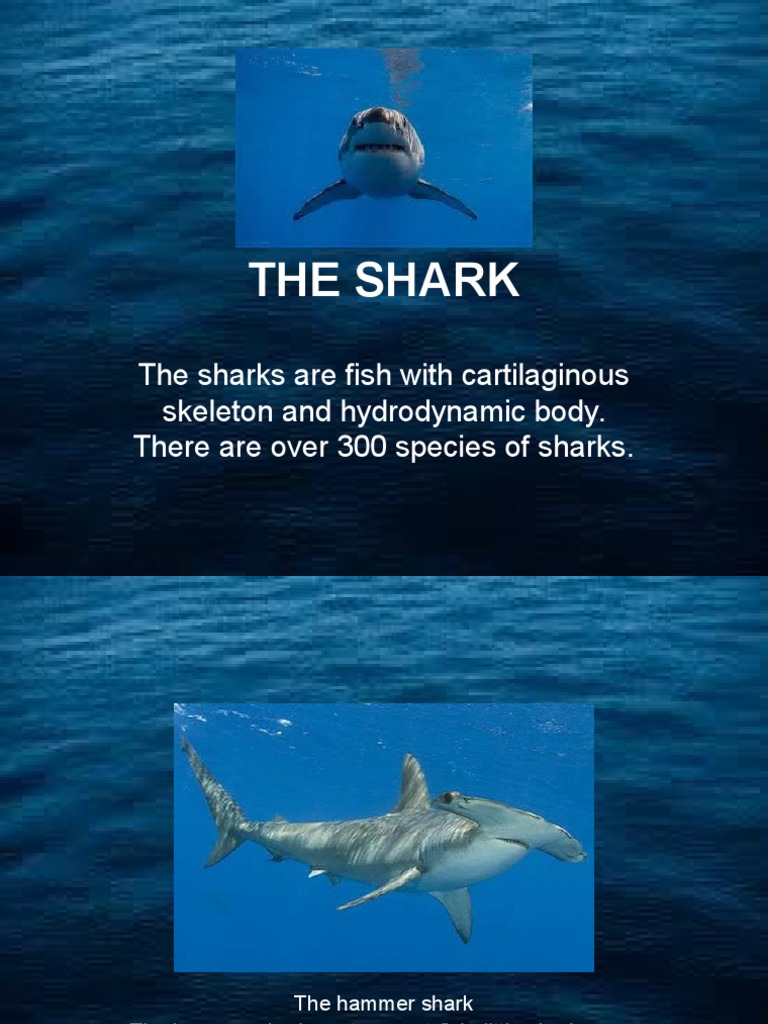 The Shark: The Sharks Are Fish With Cartilaginous Skeleton and ...