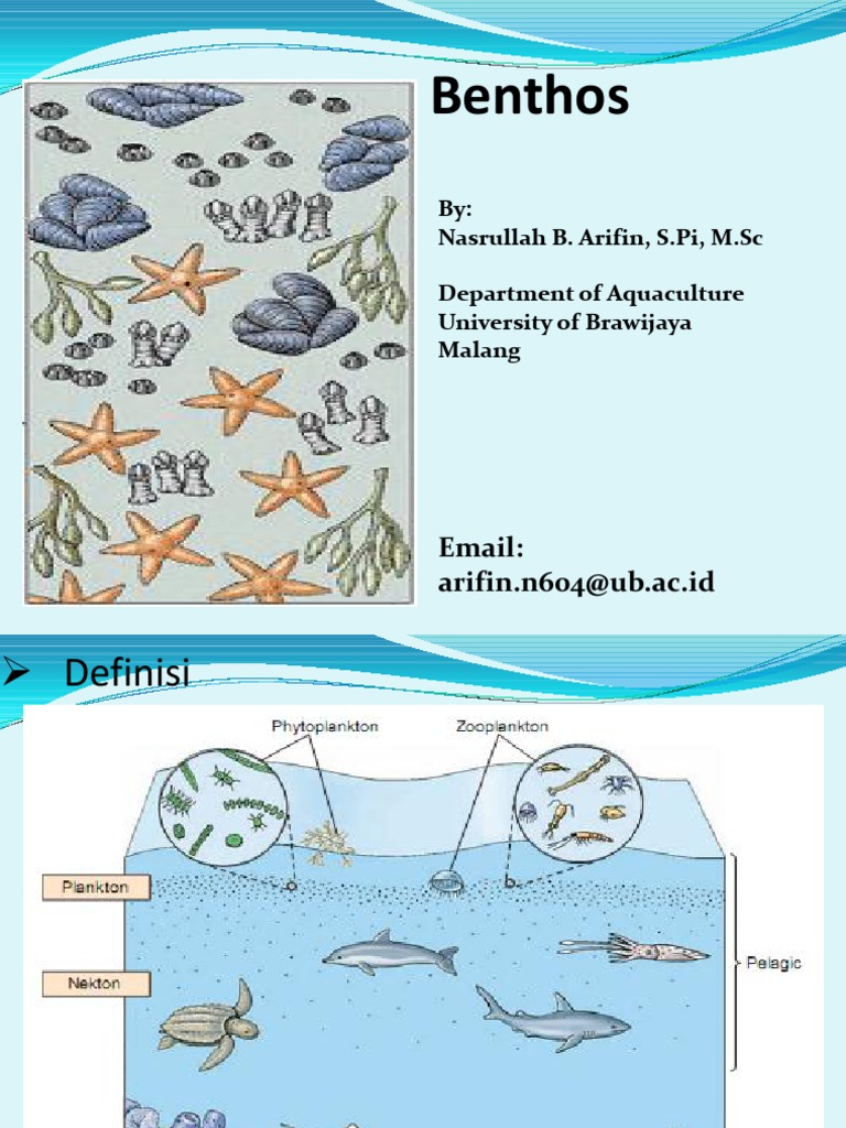 11 Benthos | PDF | Pantai | Deposisi (Geologi)