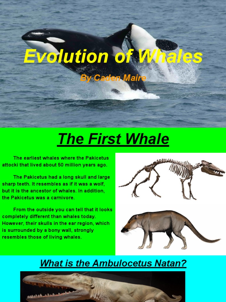 Evolution of Whales | PDF | Whales | Evolution