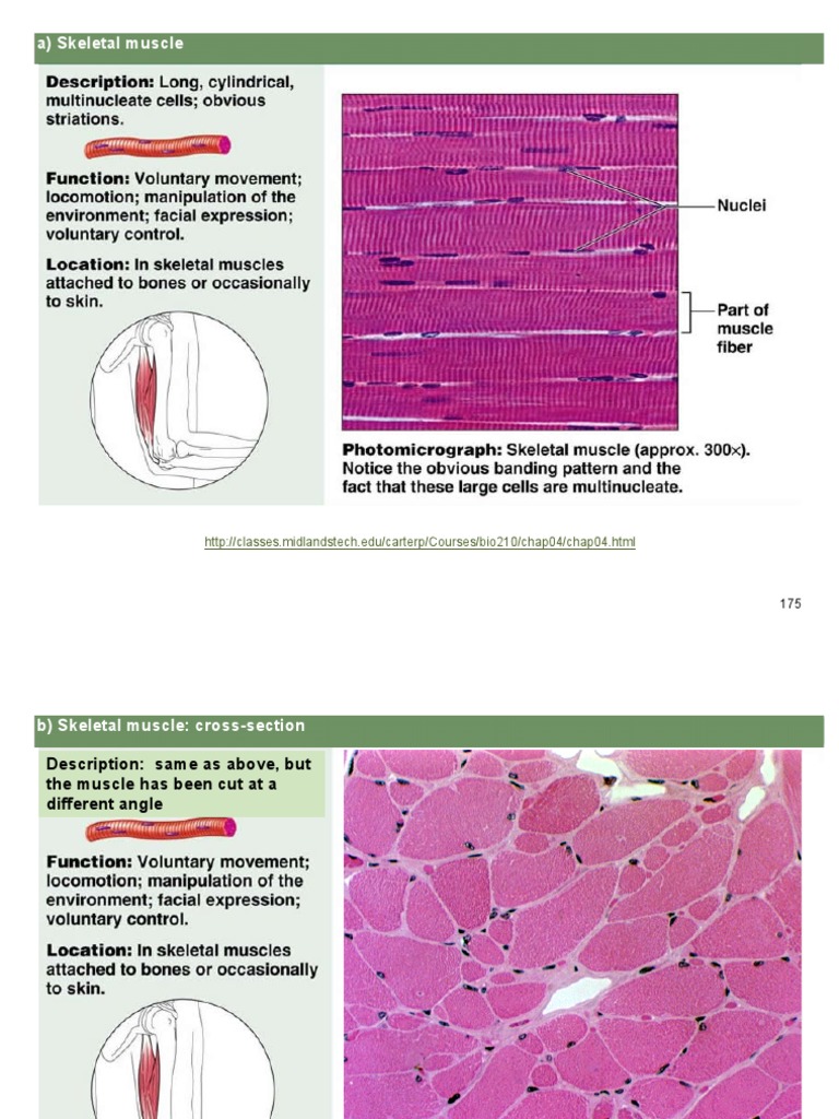 Nervous and Muscle Tissue Overview | PDF | Nervous System | Tissue ...
