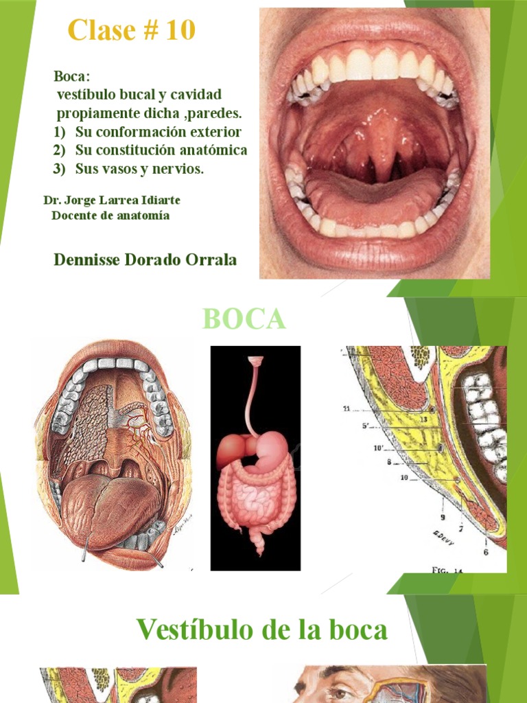 Anatomía del Vestíbulo Bucal y Cavidad Oral | PDF | Estudios de idiomas ...
