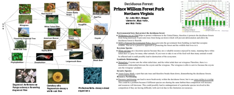 Deciduous Forest Food Web | PDF | Predation | White Tailed Deer