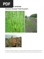 Weed Identification Guide | PDF | Clover | Leaf