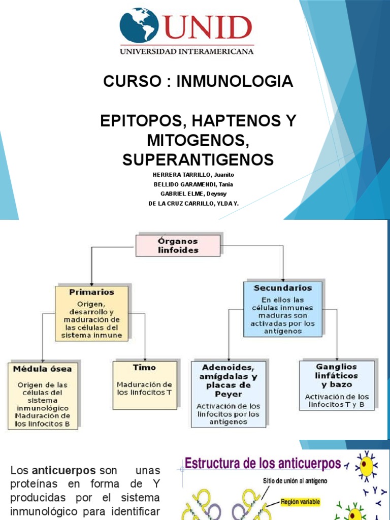 EPITOPOS , HAPTENOS Y MITOGENOS | Epítopo | Antígeno