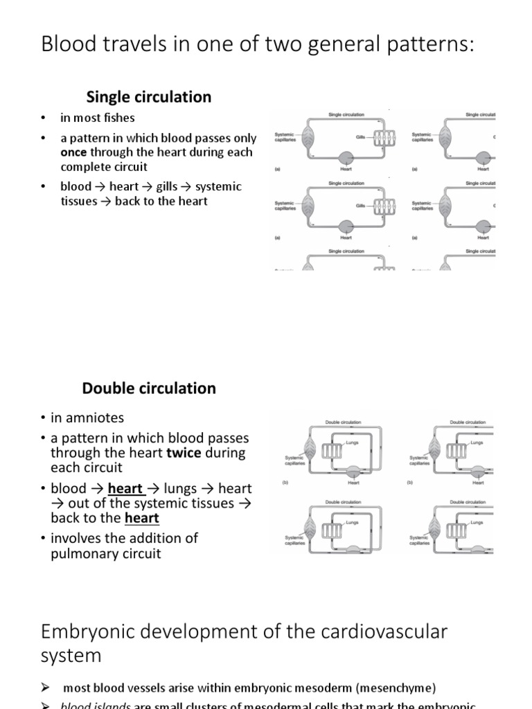 Single and Double Circulation & Embryonic Heart Development | PDF
