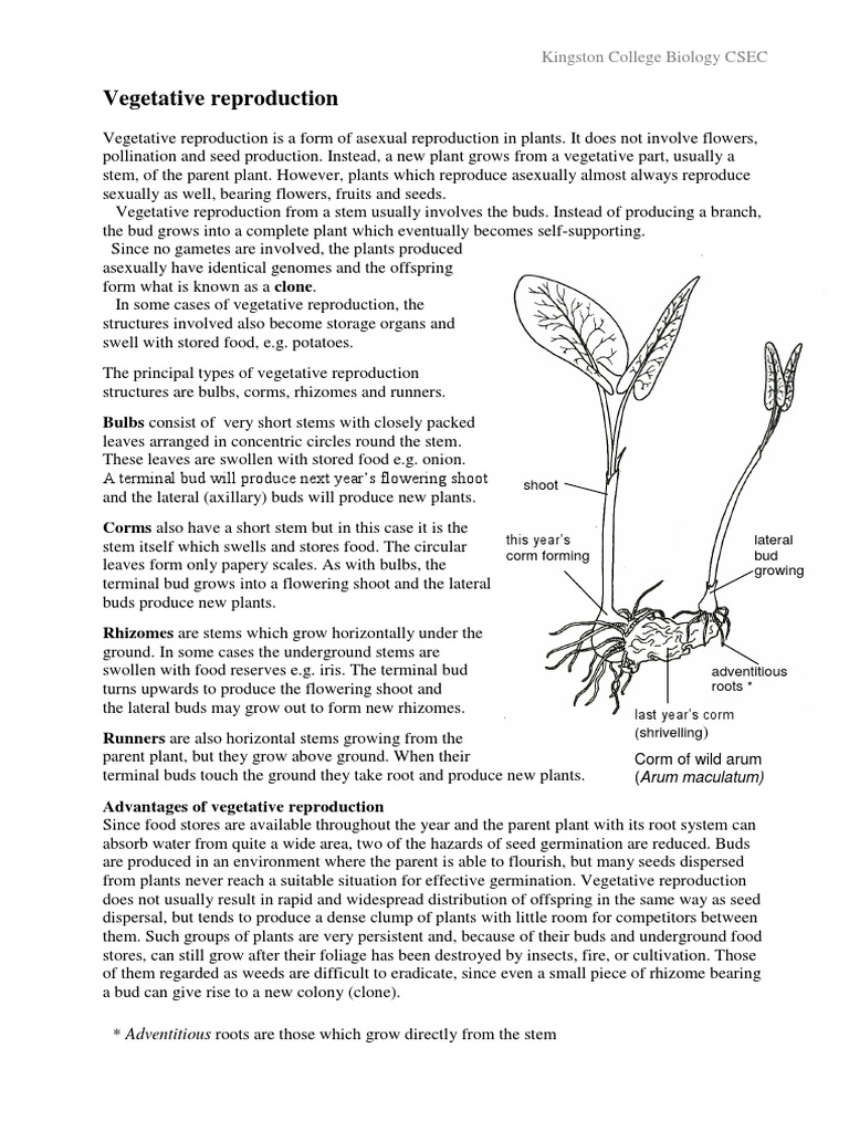 CSEC Biology - Vegetative Reproduction | PDF | Reproduction ...