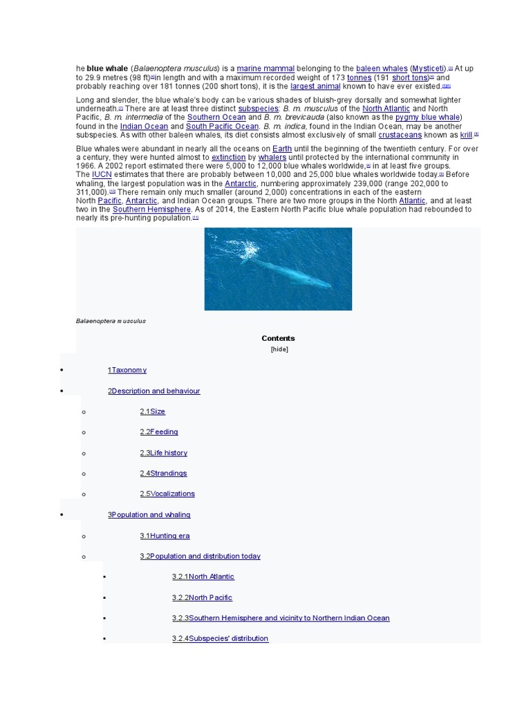 Plavi Kit | PDF | Whales | Marine Vertebrates