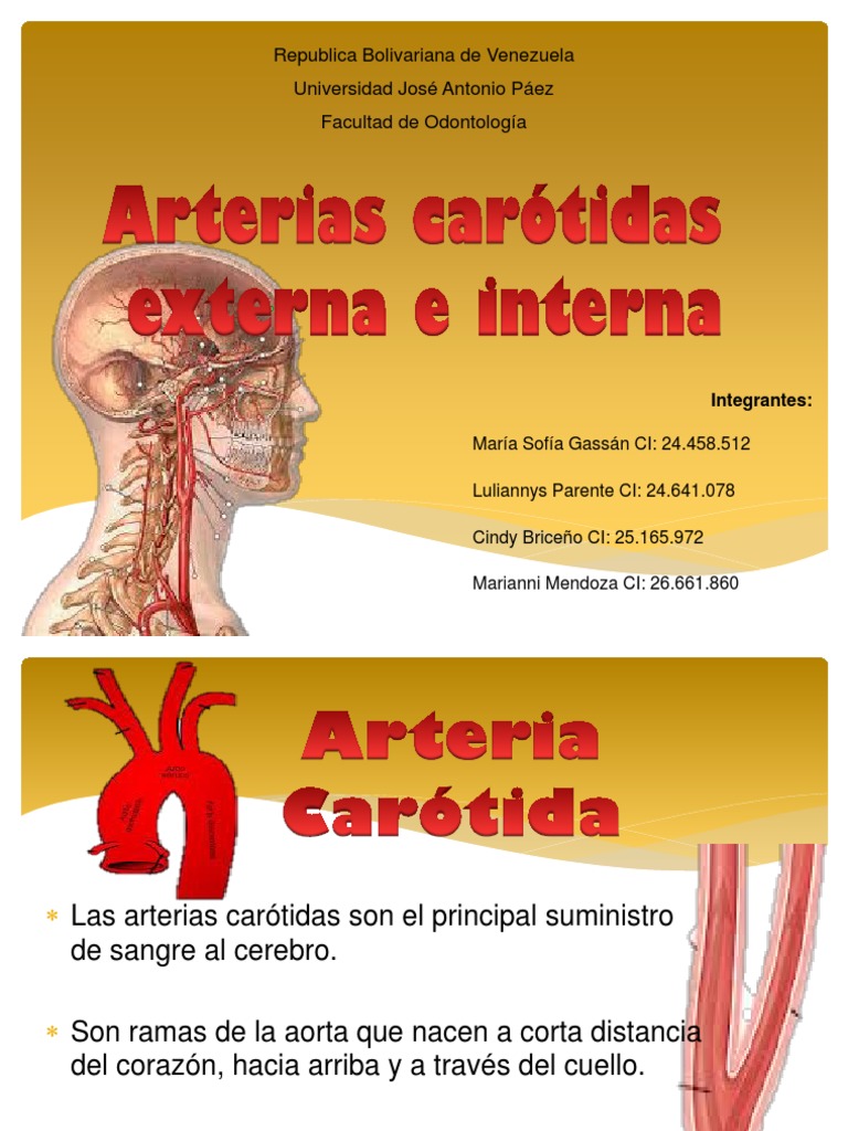 Diapositivas Carotidas | PDF | Sistema cardiovascular | Anatomía
