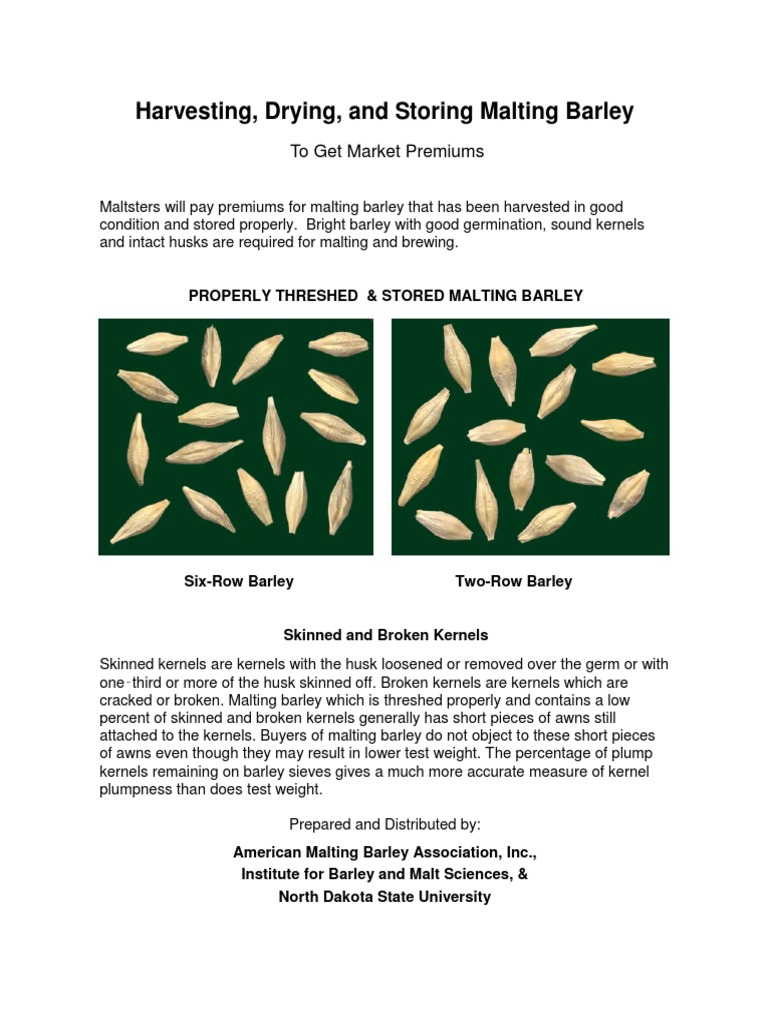 Harvesting Drying and Storing Barley | PDF | Malt | Seed