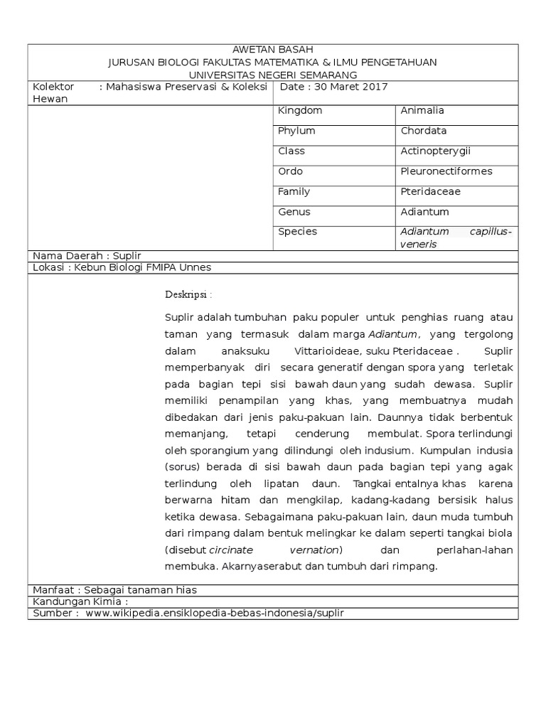 Awetan Basah | PDF