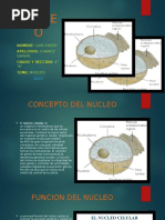 Mapa Conceptual Nucleo | PDF | Nucleo celular | Cromatina
