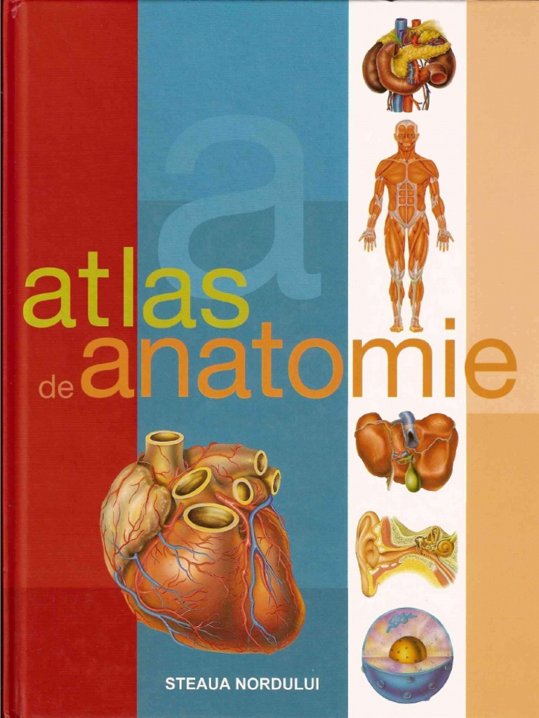 Atlas Anatomie Umana PDF | PDF
