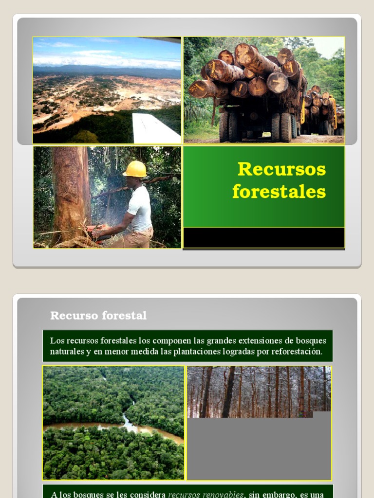 Recursos Forestales | PDF | Deforestación | Zona tropical